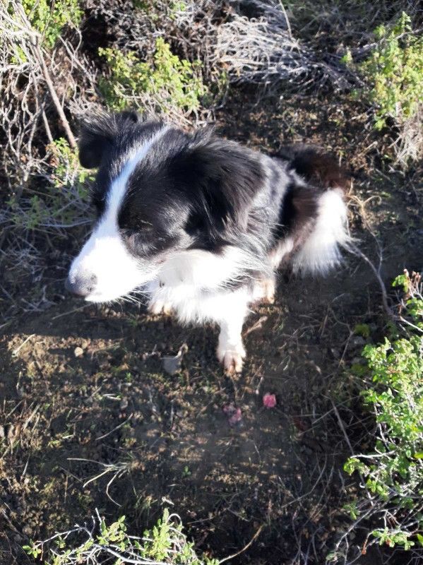 ΦΩΤΟ: Εντοπίστηκαν δηλητηριασμένα δολώματα στην επ. Λεμεσού - Sigmalive