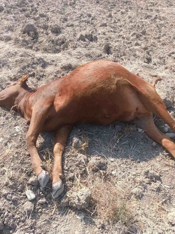 Δηλητηρίασαν αγελάδες στο Λιβάδι Ακρωτηρίου - Sigmalive